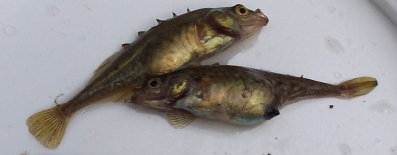 A trip to Pink Lake, Gatineau Park – Katatrepsis