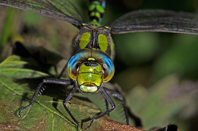 Can you recognise individual dragonflies from their faces? – Katatrepsis