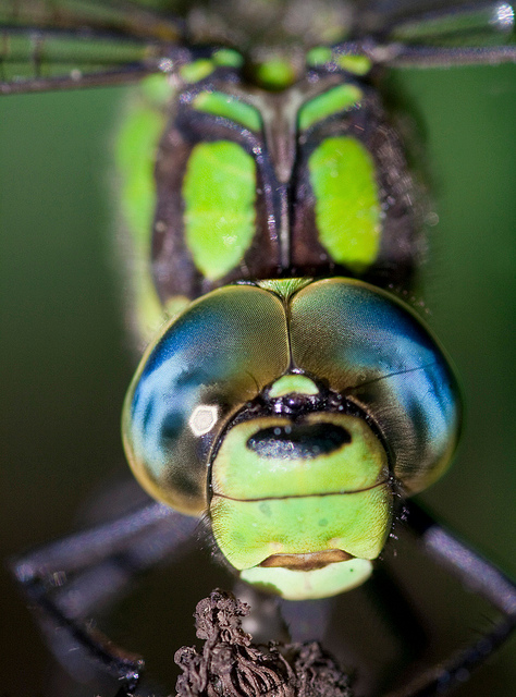 Can you recognise individual dragonflies from their faces? – Katatrepsis