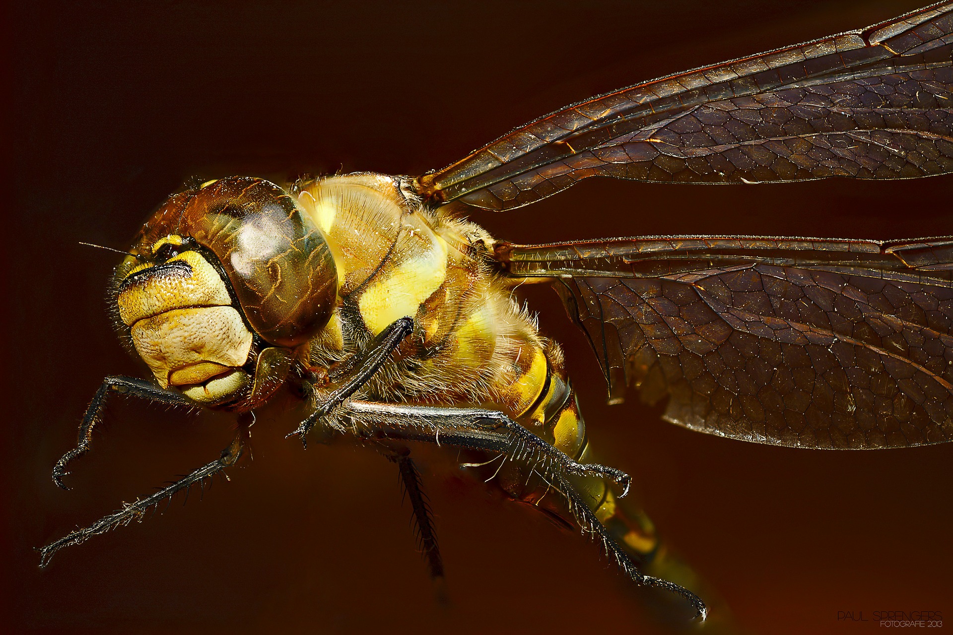 Can you recognise individual dragonflies from their faces? – Katatrepsis
